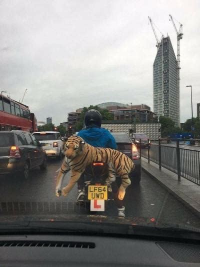 life of pi part two tumbex