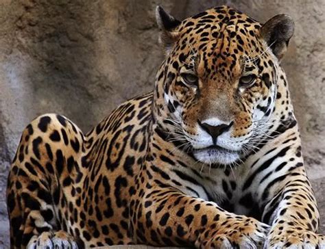 Топ 10 на най бързите животни на Земята