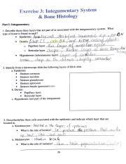 Lab Assignment Pdf Exercise Integumentary System Bone Histology Part I Integumentary