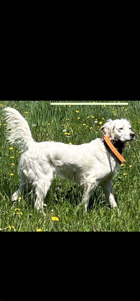 English Setter Grouse Dog Bred Pups