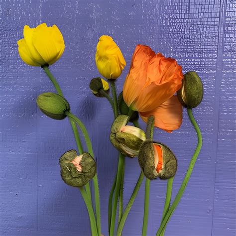Buy Wholesale Assorted Color Giant Italian Poppies Online Guaranteed