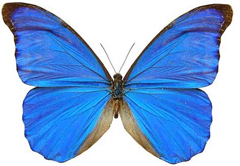 Morpho Anaxibia Artofit