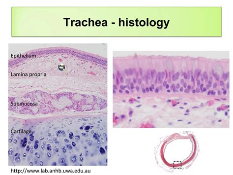 Histology Of Respiratory System Pps