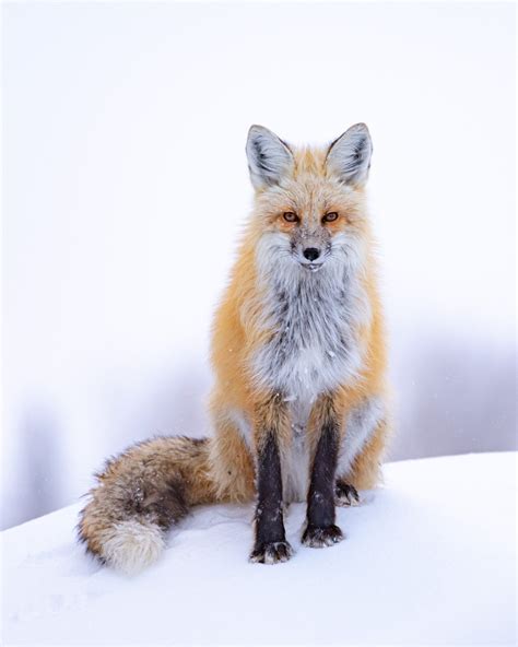 Red Fox Sitting