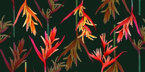 파라다이스 꽃의 수채화 그림 새 어두운 배경에 화려한 원활한 패턴 수채화 손으로 그린 일러스트 나무 벽지 섬유 열대 이국적인 잎 0명에 대한 스톡 벡터 아트 및 기타 이미지