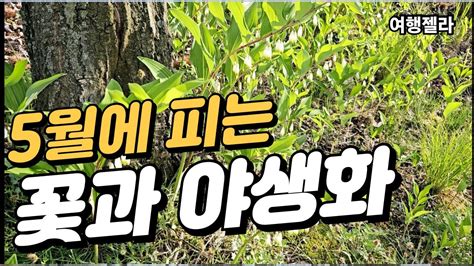 들꽃5월에피는꽃야생화 5월에 피는 꽃과 야생화 Youtube
