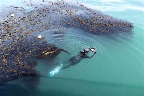 Samuel Obeng Boamah On Linkedin Kelpblue Sustainability