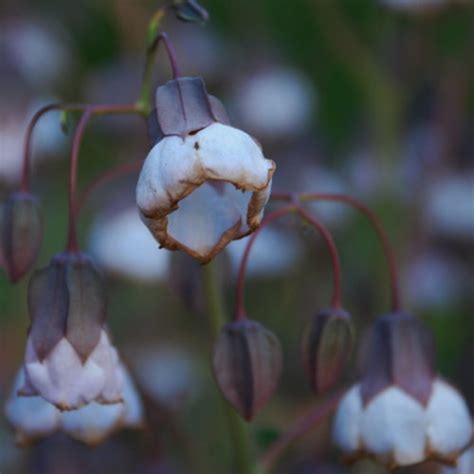 Trichodesma Physaloides Wildflower Nursery