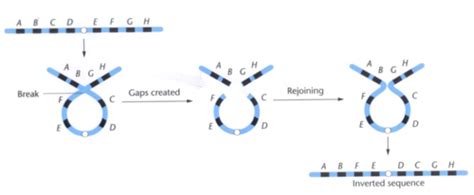 Lecture 19 Variation In Chromosome Structure Flashcards Quizlet