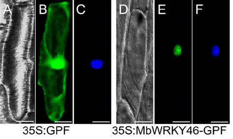Subcellular Localization Of Mbwrky46 Protein They Were Observed Under