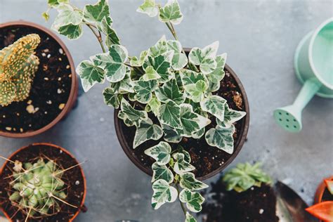 Algerian Ivy Plant Ultimate Care Guide Indoors And Out