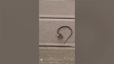 예쁘고 귀여운 작은뱀 이름이 궁금해요 Youtube