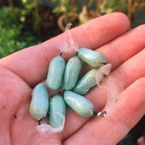 Butterfly Pupae And Cocoons Page 4 Bugs And Butterflies Uk