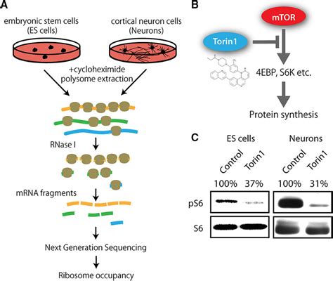 Ribosome Profiling Analysis Of Neurons And Es Cells Upon Mtor Download Scientific Diagram