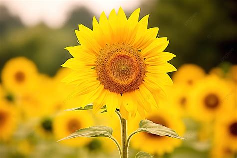 필드에 해바라기 갯바위 관광지 광치기해변 배경 일러스트 및 사진 무료 다운로드 Pngtree