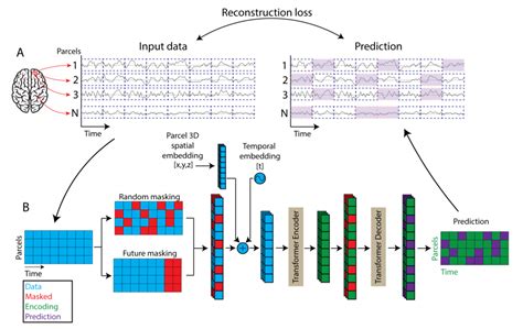 Using Transformers That Power Llms To Model Fmri Bold Data Neurotech Lab