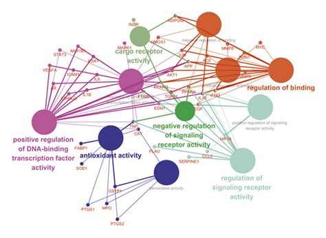 Enrichment Analysis And Gene Pathway Network Analysis A
