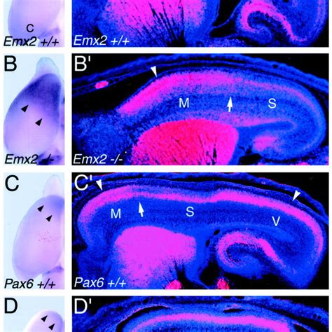 A Morphogenetic Gradient In The Cortex Download Scientific Diagram
