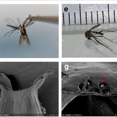 Composite Figure Of Morphological Comparison Of The Cryptic Species