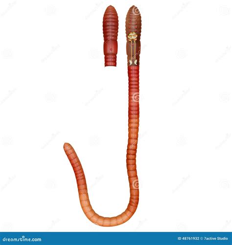 Circulatory System Of Earthworm Stock Illustration Illustration Of