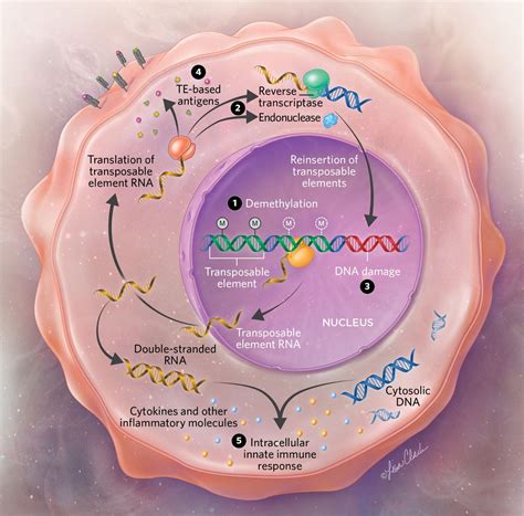 Jumping Genes Role In Cancer The Scientist