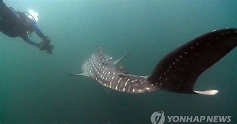 아쿠아플라넷 고래상어 고향 바다로