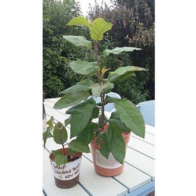 Newton Apple Trees One Year On The Association For Science And Discovery Centres