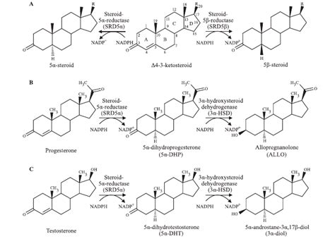 The Unique Benefits Of Testosterone For Male Physiology Meso Rx