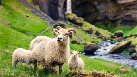 Réttir The Annual Round Up Of The Icelandic Sheep Iceland Travel Guide