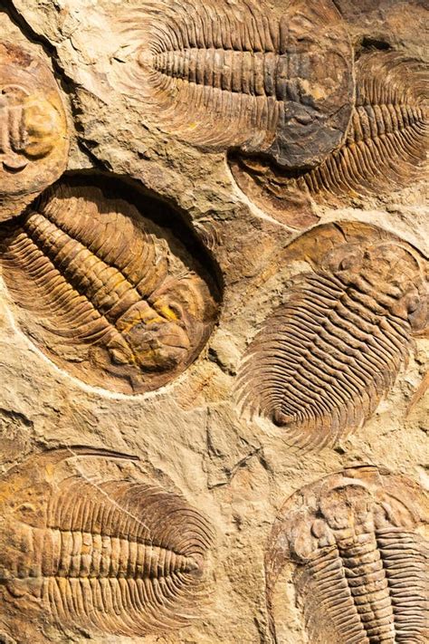 Fossil Of Trilobite Acadoparadoxides Briareus Ancient Fossilized Arthropod On Rock Stock
