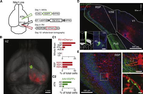 A Circuit For Integration Of Head And Visual Motion Signals In Layer 6 Of Mouse Primary Visual