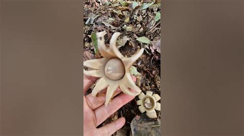 예쁜 먼지버섯 Pretty Dust Mushroom Youtube