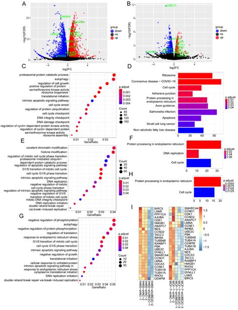 Functional Enrichment Analysis Of Rna Seq Degs A B The Volcano Maps