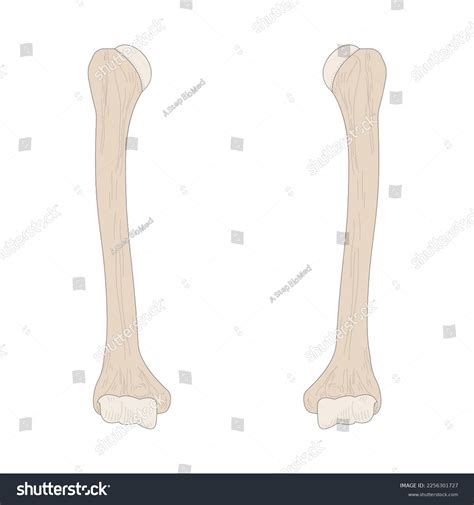 14 Coronoid Fossa Humerus Stock Vectors And Vector Art Shutterstock