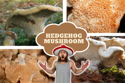 Hedgehog Mushrooms Identification Price And Look Alikes