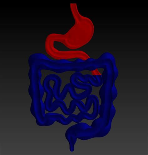 Intestine 3d Print Model On Behance