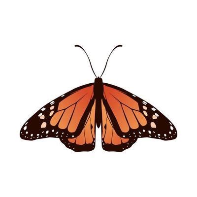 Butterfly Side View Vector Art Icons And Graphics For Free Download