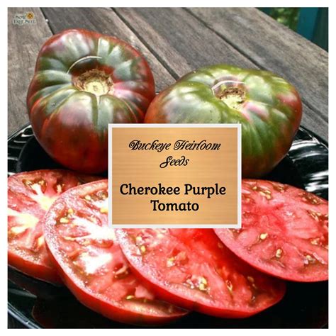 Tomato Cherokee Purple Heirloom Seeds Non Gmo Solanum