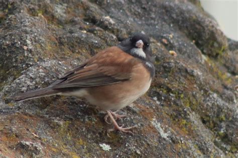 Leucistic Dark Eyed Junco Rbirdsfacingforward