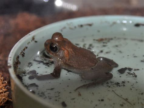 Ingerophrynus Galeatus Bony Headed Toad In Moscow Zoo