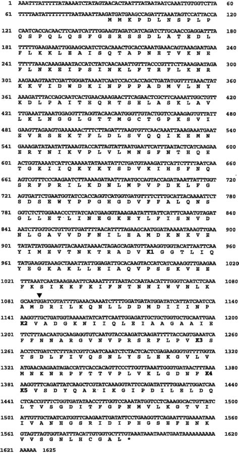 Sequence Of Ugpb The Open Reading Frame Begins At Nucleotide 88 And