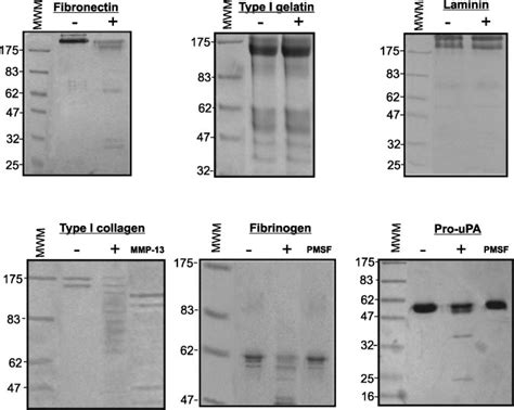 Analysis Of Enzymatic Activity Of Matriptase 2 On Protein Substrates