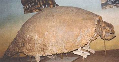 Dos Niños Encontraron Restos Inéditos De Un Gliptodonte En Mar Del Plata Infobae