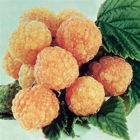Anne Raspberry Raspberry Aronia Berries Bulb Flowers