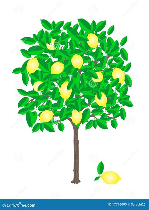 Lemon Tree Growth Stages Ripening Period Progression Fruit Tree Life Cycle Animation Plant