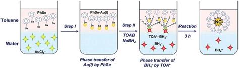 Schematic Diagram Of The Two Phase Synthesis Of Au Ncs Reproduced With Download Scientific
