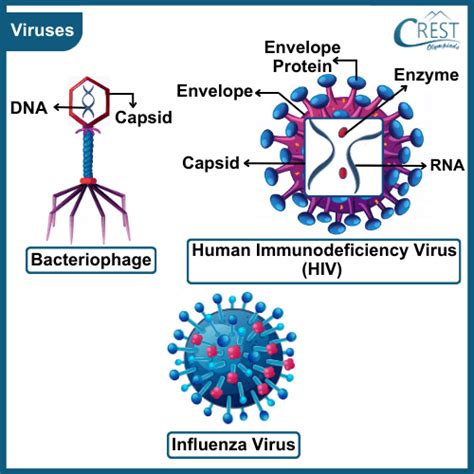 Class 8 Micro Organisms Key Concepts Explained