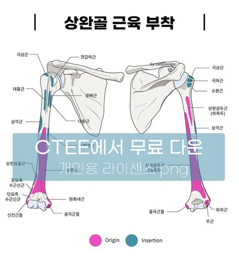 상완골 부착 근육들을 설명하는 메디컬일러스트입니다 프로필 링크 주소 Ctee Shop에서 무료로 다운받을 수 있습니다 의학그림 상완골 근육 해부학 메디컬일러스트