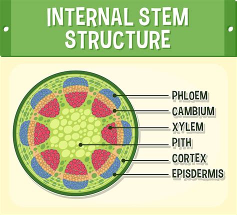Free Vector Internal Structure Of Stem Diagram