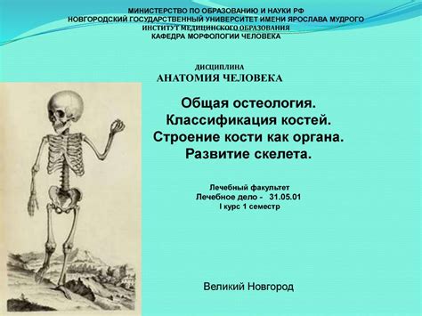 Общая остеология Классификация костей Строение кости как органа Развитие скелета